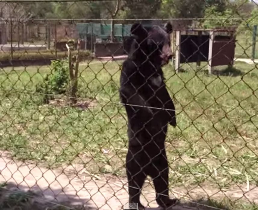 Oh hey: Bear casually strolls on hind legs like a human | Coconuts
