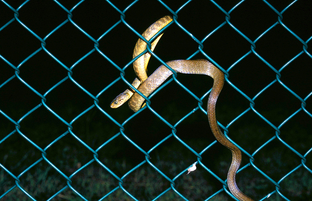 Snake electrocuted in Ubud during electrical explosion | Coconuts