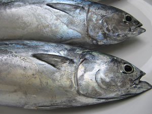 Vendors say lower fish prices due to warm weather | Coconuts