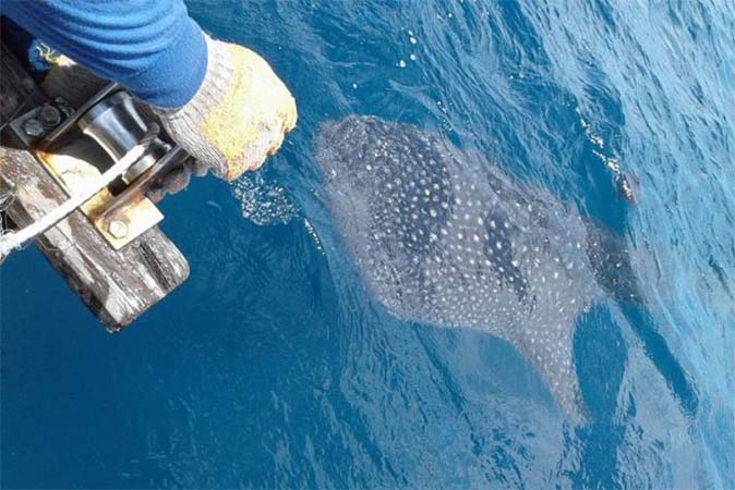 Whale shark spotted by fishermen off Phuket's coast (VIDEO) | Coconuts