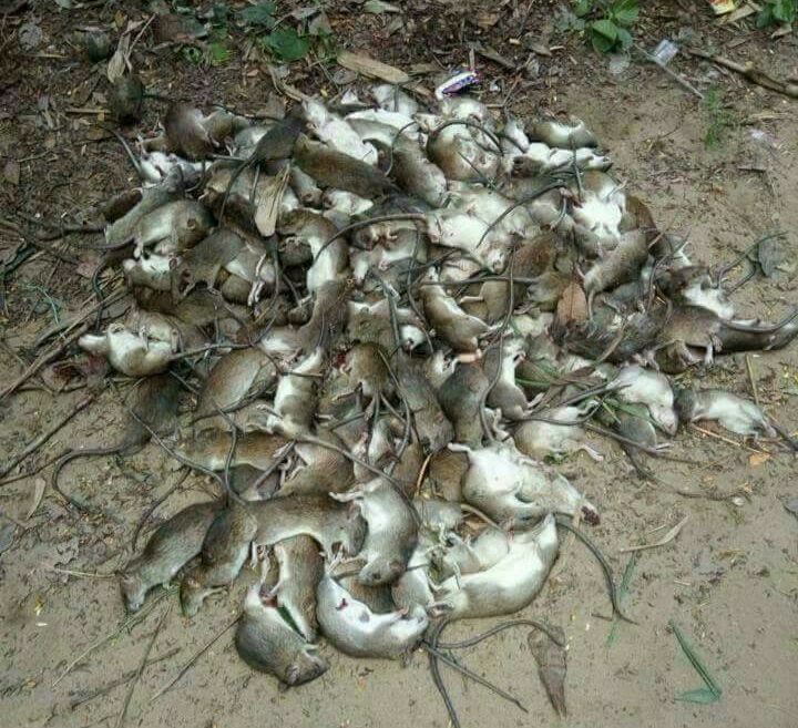 Authorities offer K50 per captured mouse after thousands of rodents ...