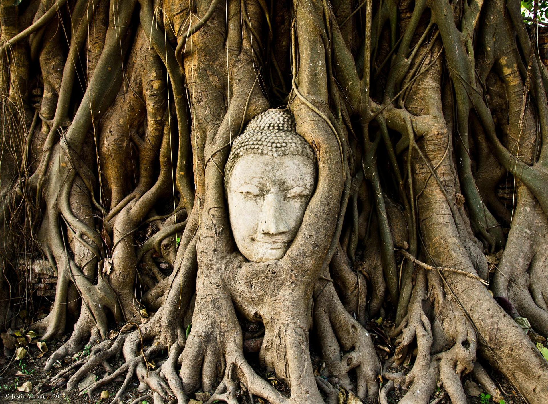 Saved by Centimeters: Ayutthaya’s famous Buddha tree escapes damage by ...