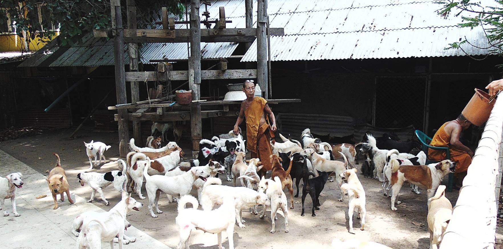 500 stray dogs moved to permanent home in Ayutthaya