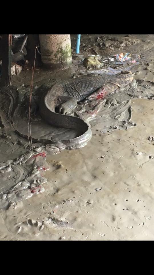 Virtuous Vet: Animal doctor goes viral for his treatment of paralyzed ...