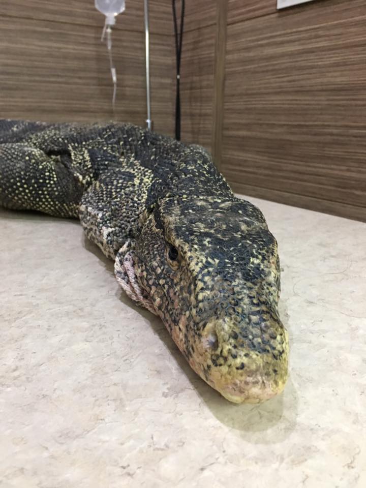 Virtuous Vet: Animal doctor goes viral for his treatment of paralyzed ...