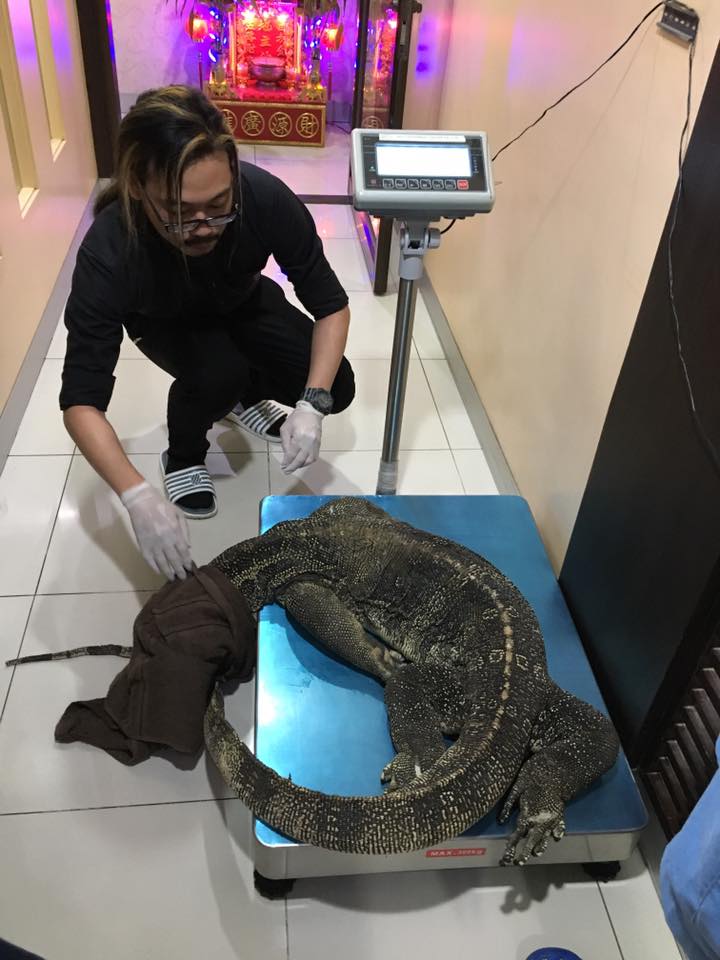 Virtuous Vet: Animal doctor goes viral for his treatment of paralyzed ...