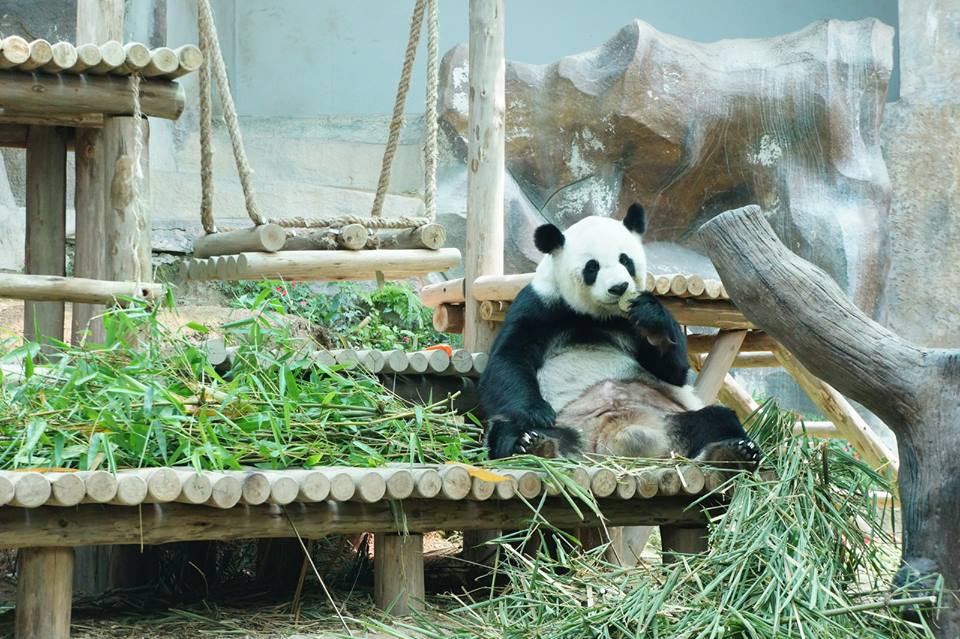 Chiang Mai panda Lin Hui to give birth in next few days | Coconuts