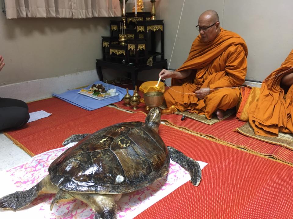 Sweet Sendoff: Sea turtle Piggy Bank gets Buddhist ceremony to let her ...
