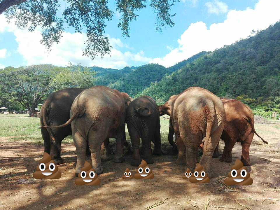 Hot Dung! Locals dig annual elephant poop collection in Northern Thailand