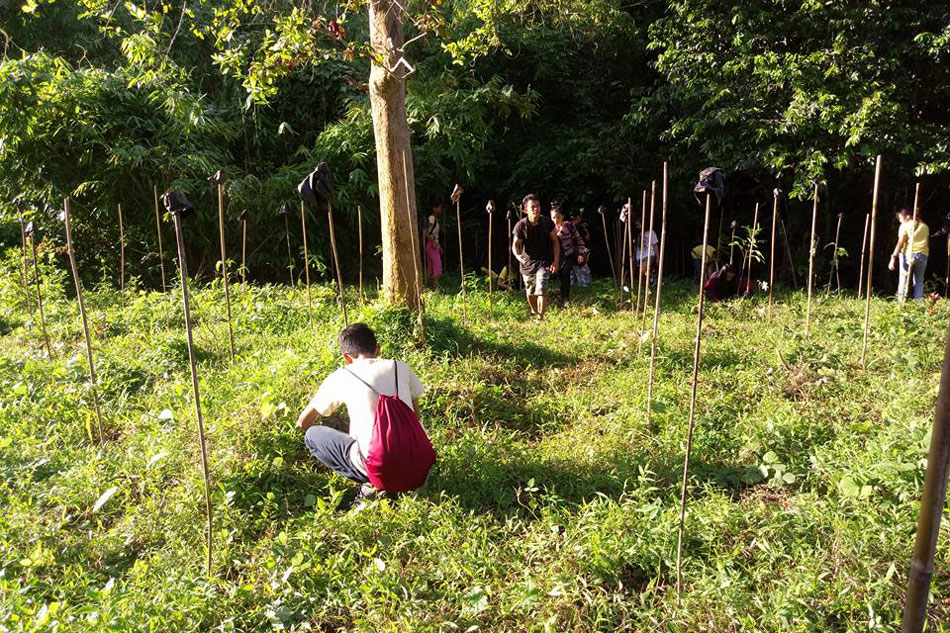Residents of 'Most Beautiful Island in the World' plant 35,000 trees ...
