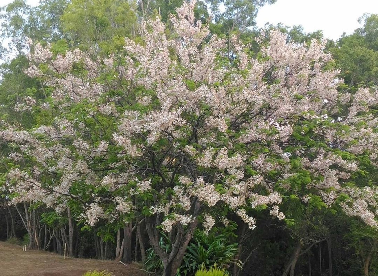 Local 'Cherry blossoms' to bloom in Palawan's first Balayong Park ...