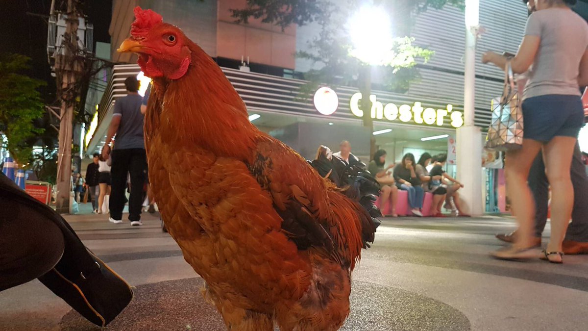 Best animals in Thailand of 2017 | Coconuts