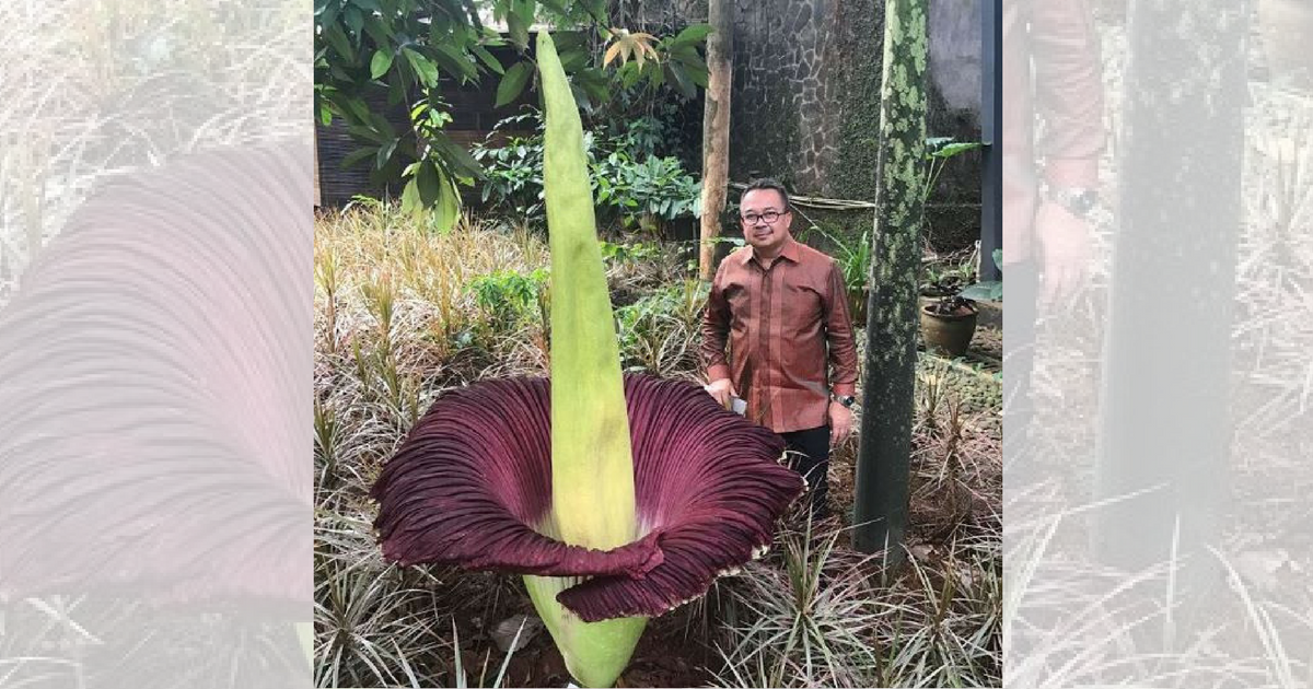 Giant stinky ‘corpse flower’ undergoes rare 48-hour bloom in Bekasi ...