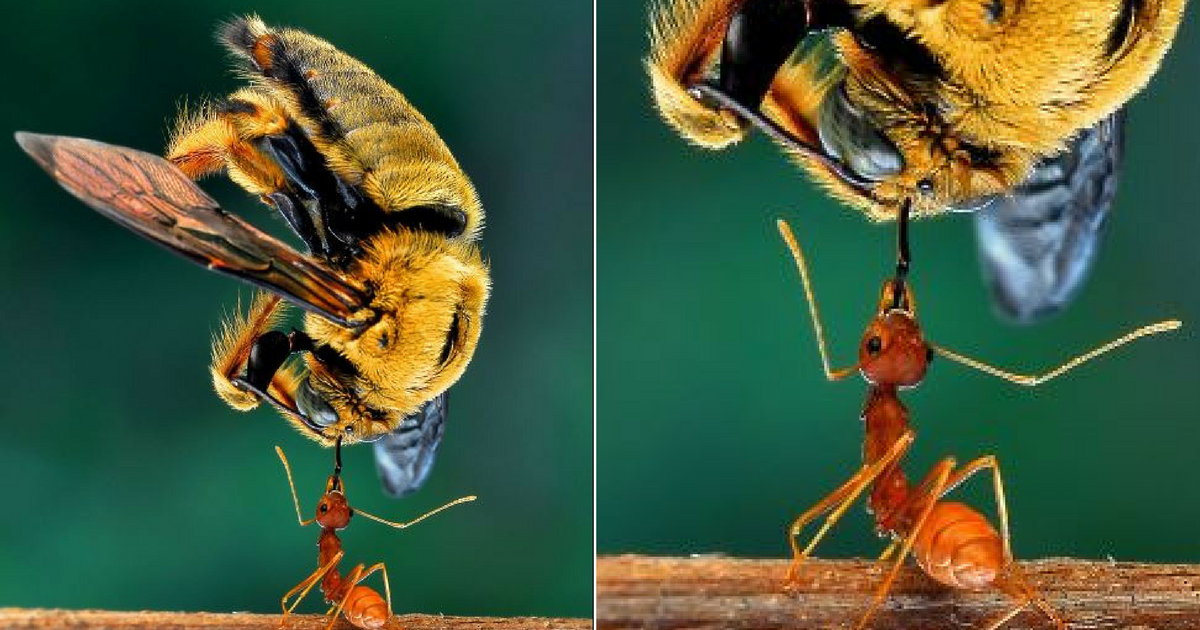 Power of the little guy: Indonesian photographer captures tiny ant ...