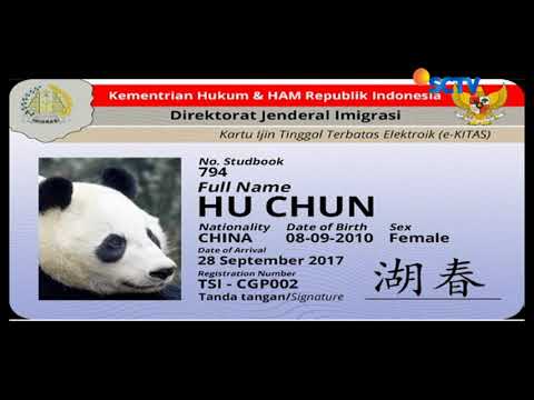 Panda diplomacy: Two giant pandas from China land in Indonesia | Coconuts