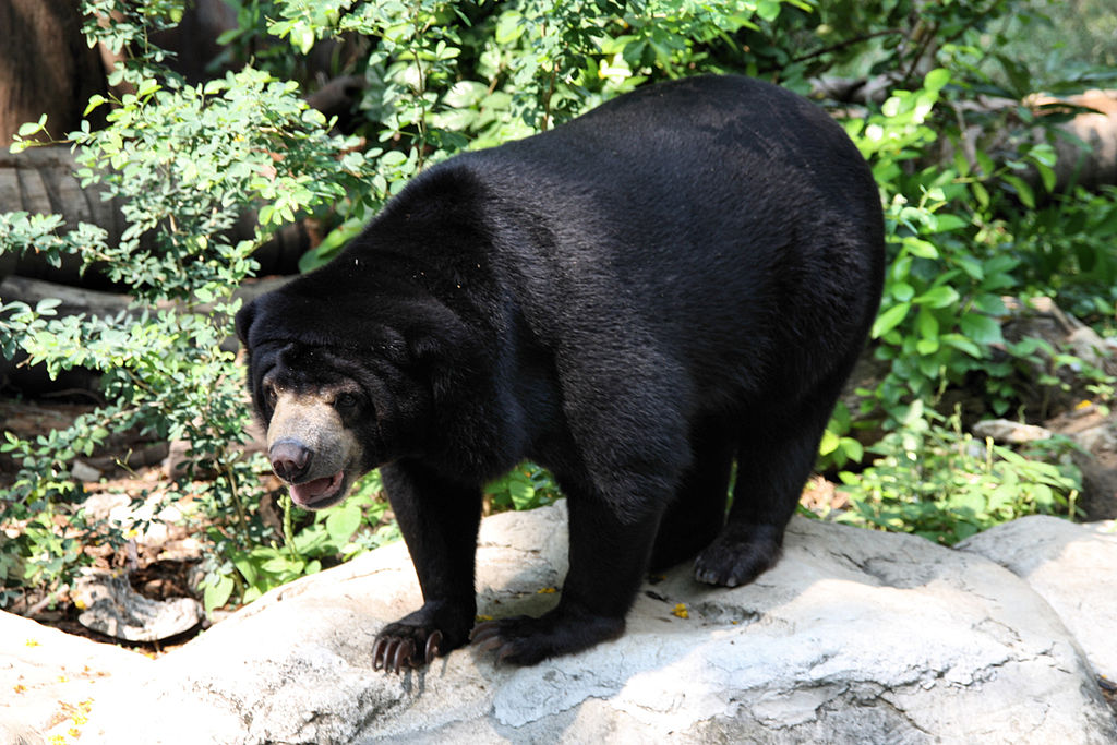 Sun bear attacks couple in Riau, killing one | Coconuts