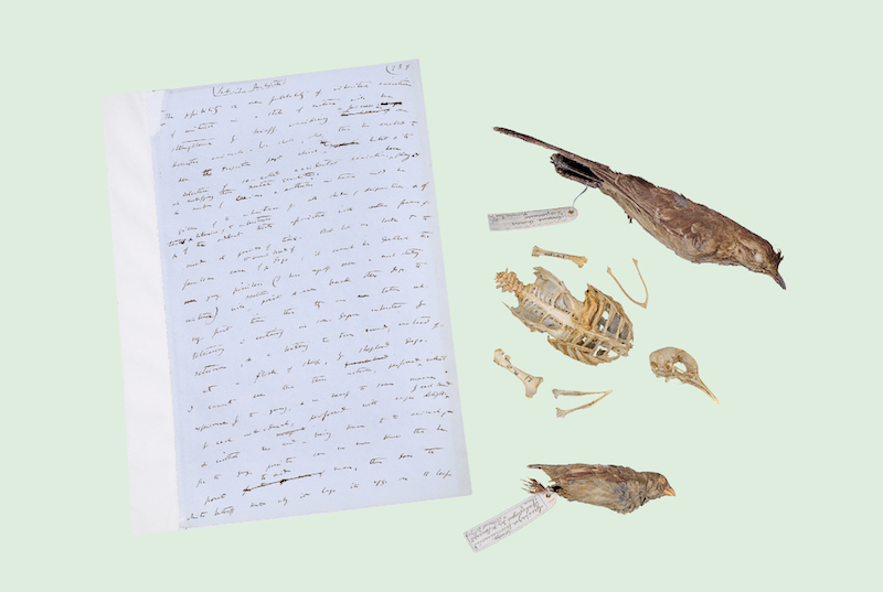 Come face to face with a sabre-toothed cat, a Martian meteorite, and a ...