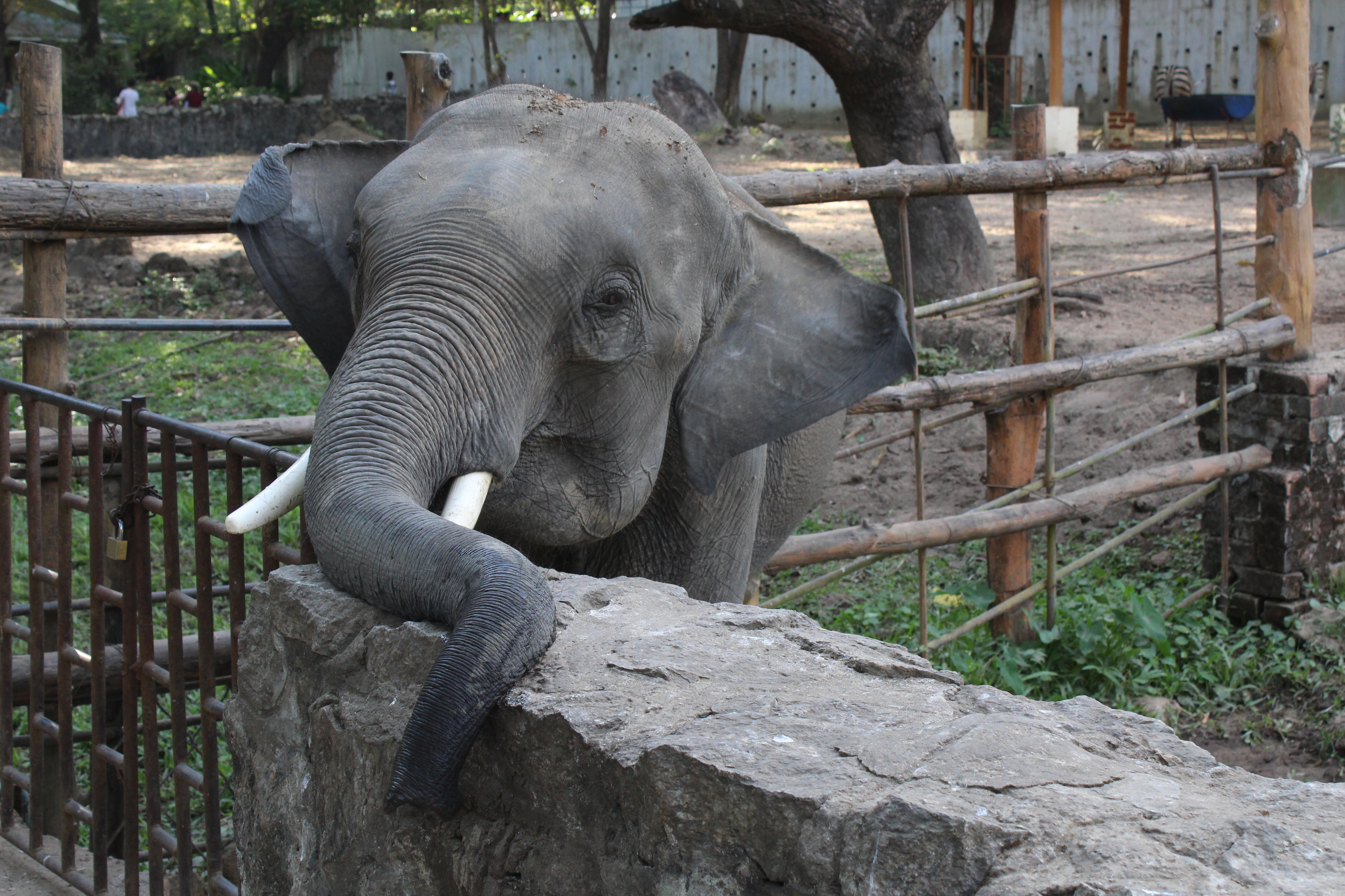 Yangon’s oldest elephant Mo Mo turns 64 | Coconuts