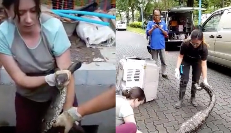 WATCH: 2 brave women from Acres rescuing 2 pythons at different areas ...
