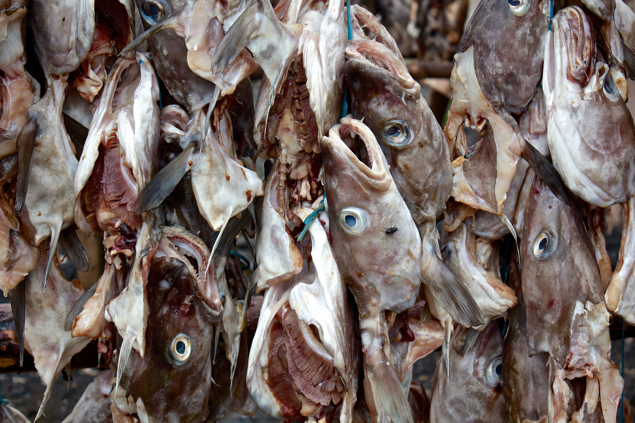 Beach dwellers decry stinky drying fish | Coconuts