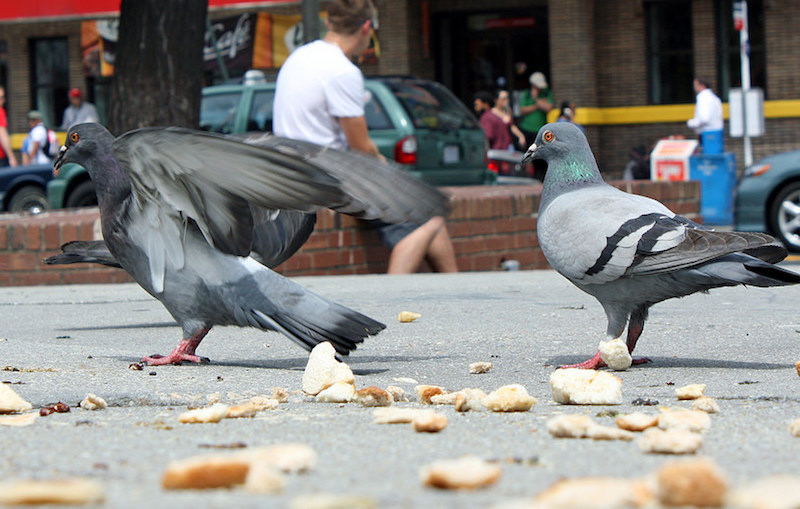 Dog dies after eating toxic bread believed to be used for pigeon ...
