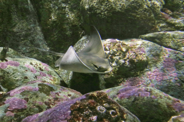 Glimpse one of the world's rarest rays (and other new marine creatures ...