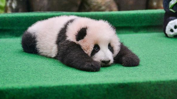 First panda born at Zoo Negara is being returned to China to be ...