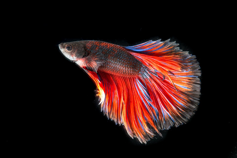National fish: Betta to be declared Thailand’s national marine creature ...