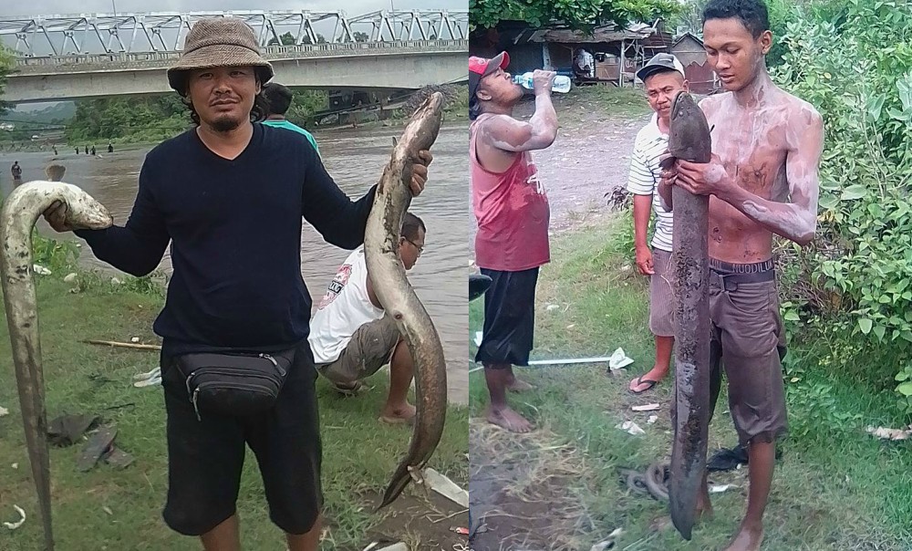 VIRAL: Fish and eels come flopping downstream of smoking Bali volcano ...