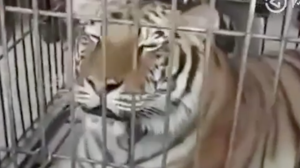Mainland follies: China sees second circus tiger attack in less than a ...
