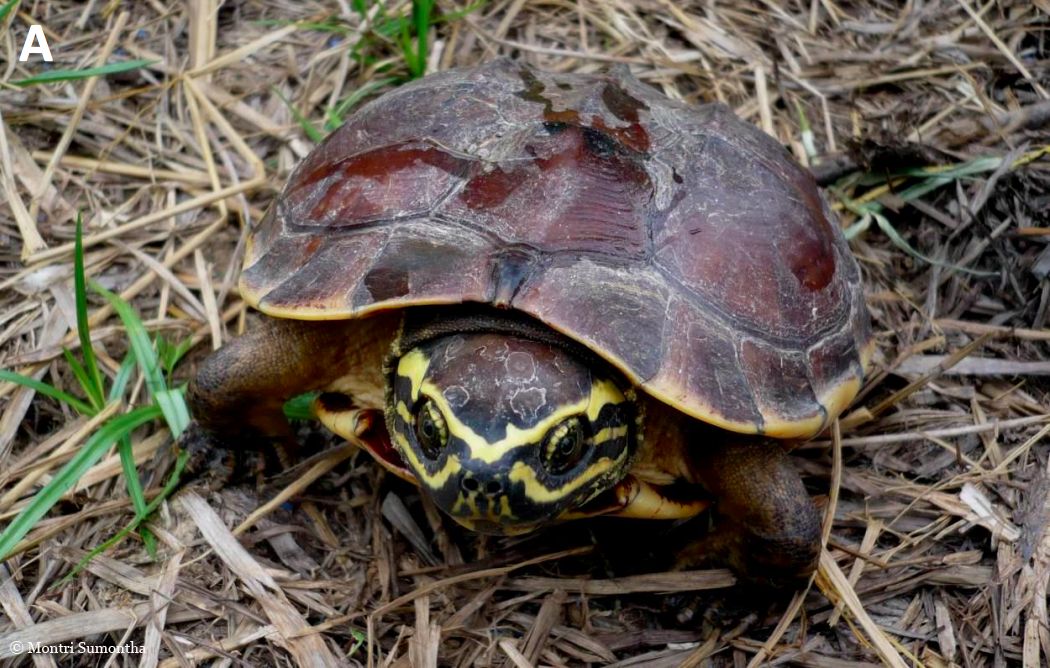 PHOTOS: This colorful turtle among 115 new species found in Mekong ...
