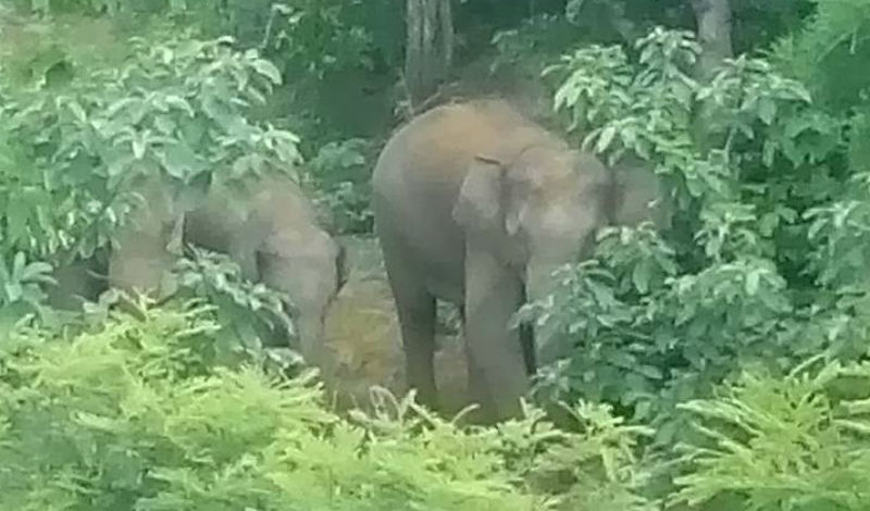 Elephants rebel against captors, attack human villages | Coconuts