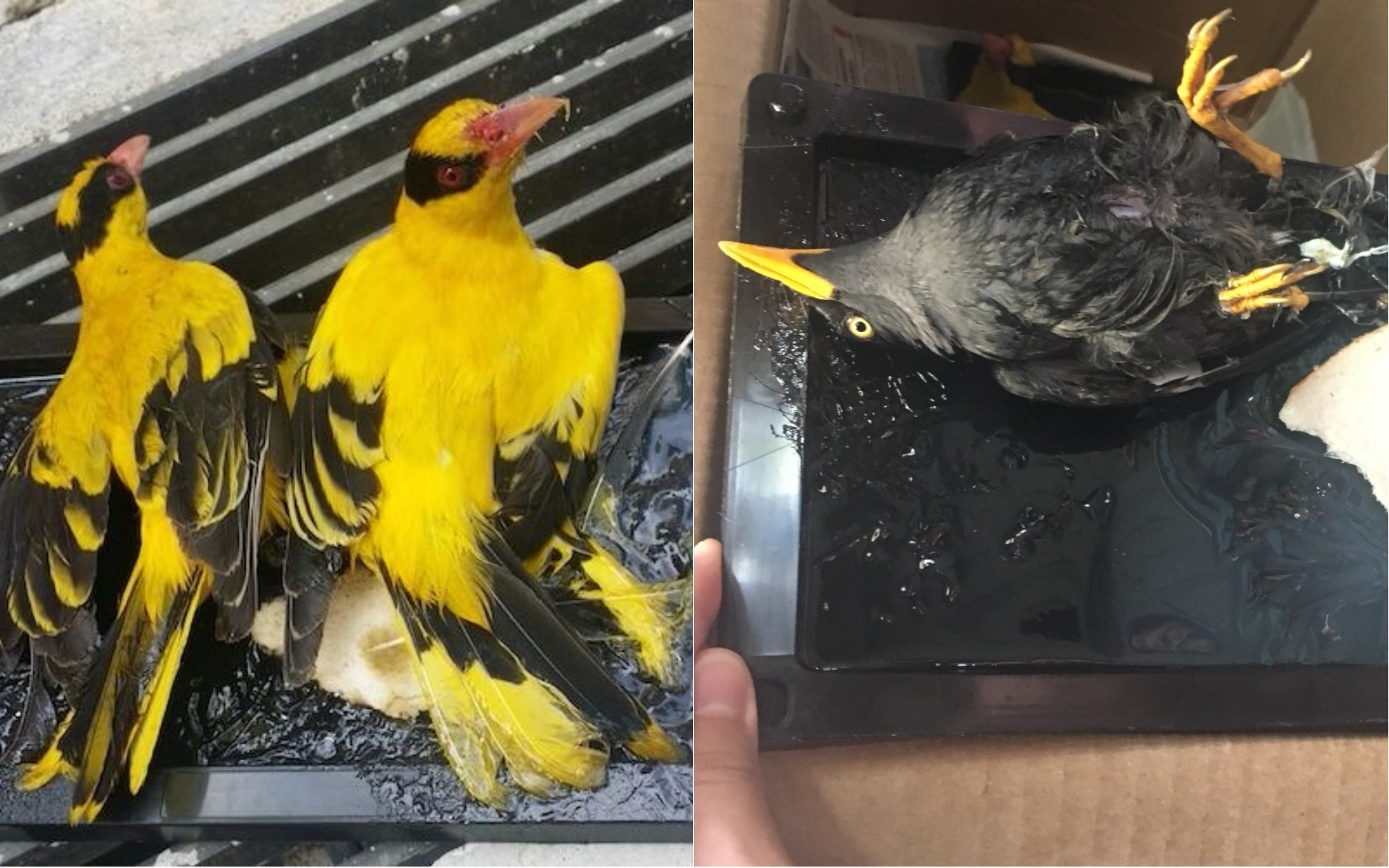 Toa Payoh residents snare three wild birds in glue traps | Coconuts