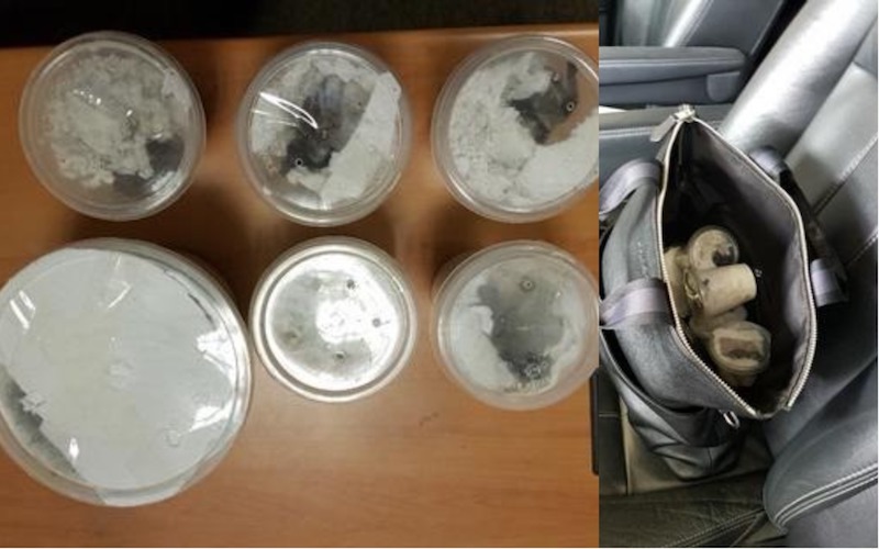 ICA busts man who tried to smuggle in 6 tarantulas; AVA finds 92 more ...