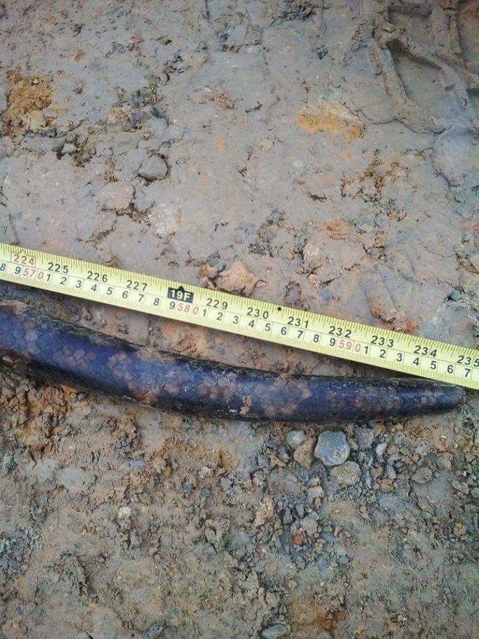 Five-meter-long python captured, and cooked, by Sarawak villagers ...
