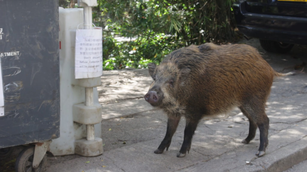 Searching for ‘Pigzilla’: Big boar, growing problem | Coconuts