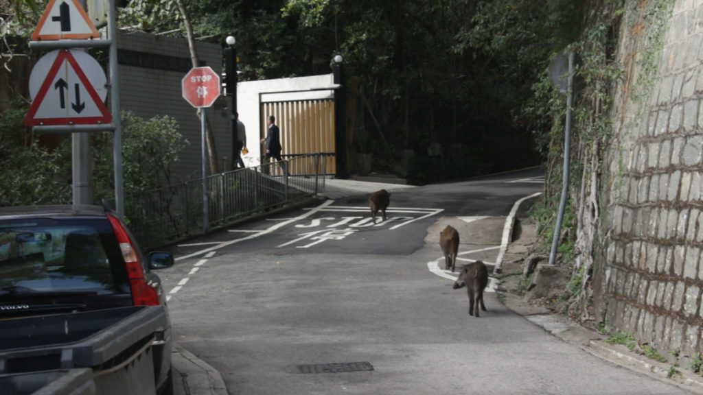 Searching for ‘Pigzilla’: Big boar, growing problem | Coconuts