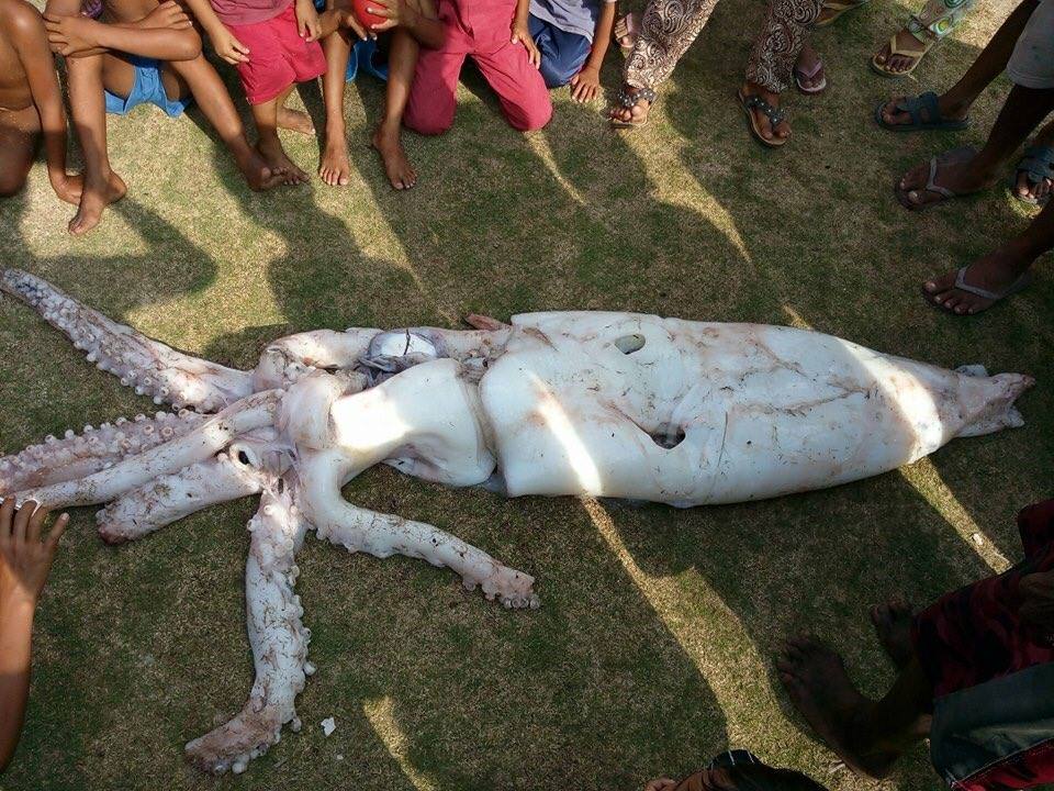 8-foot-long giant squid caught in southern PH island of Tawi-tawi ...