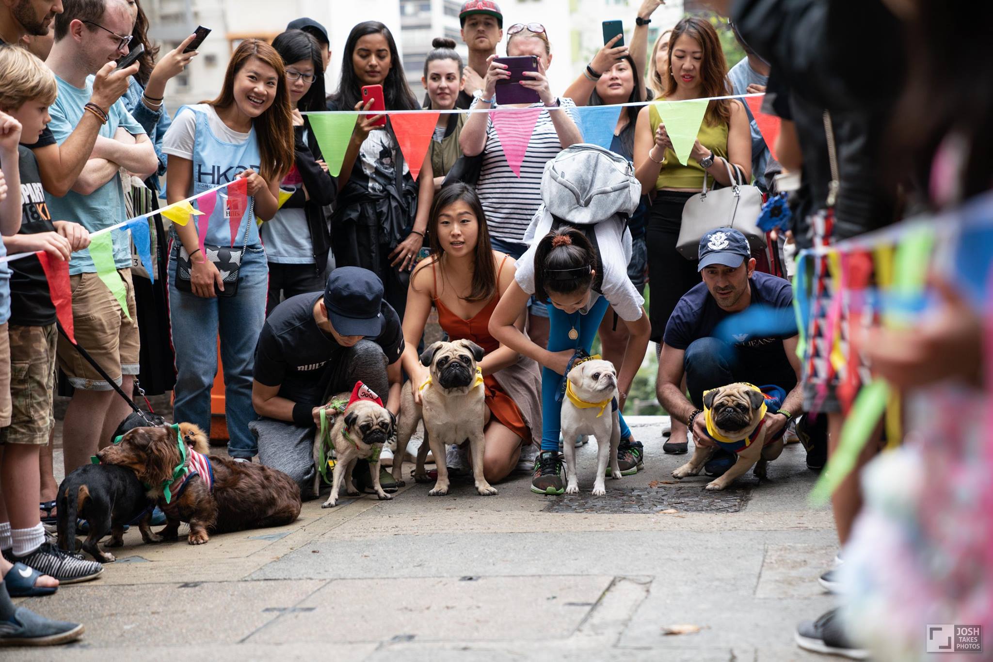 Hong Kong 'doggie dash' raises funds for abandoned pooches | Coconuts