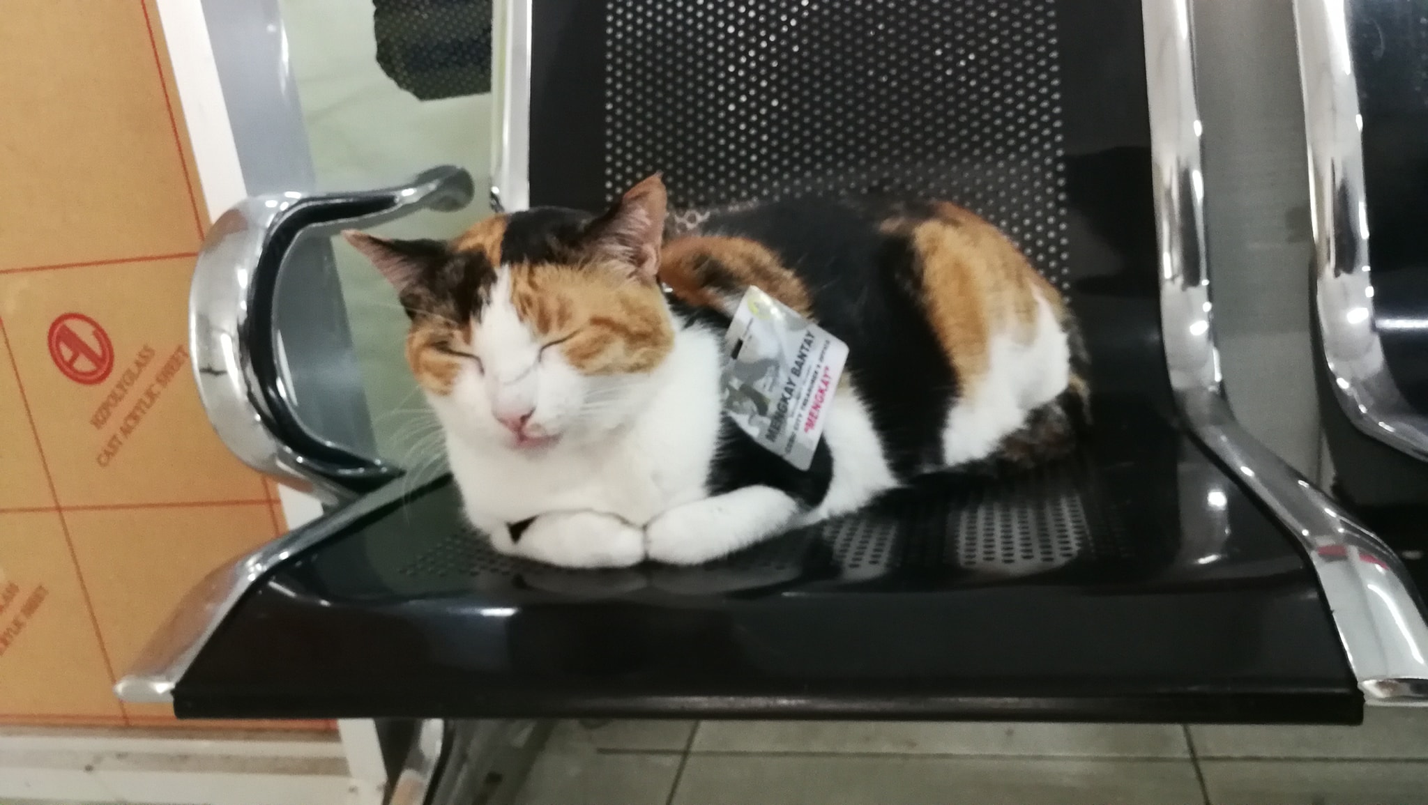 Purrfect employee: Cat 'works' as security guard at Cebu City Hall ...