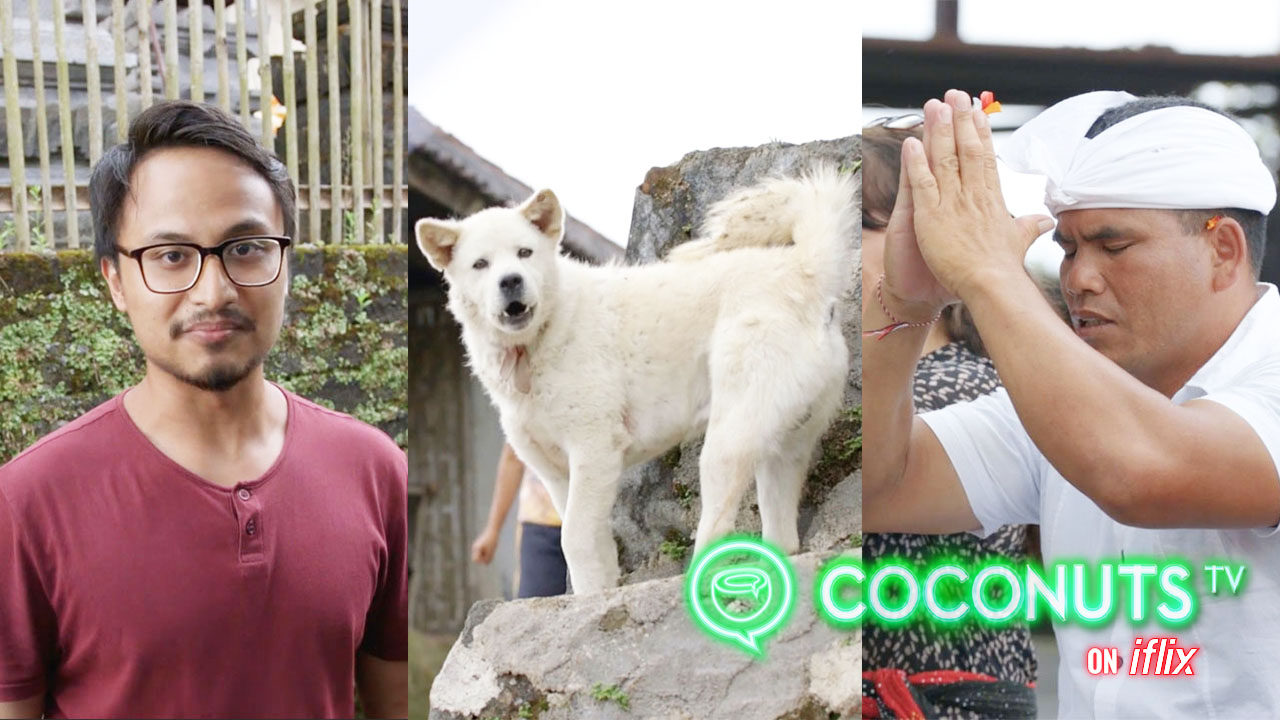 Volcano Dogs: How animal activists risked their lives daily to feed ...