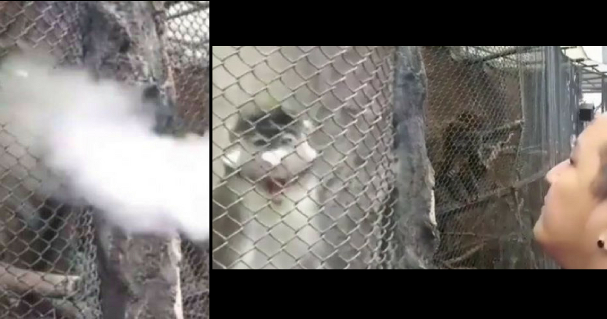 Video of jerk blowing cloud of vape smoke in monkey’s face angers ...