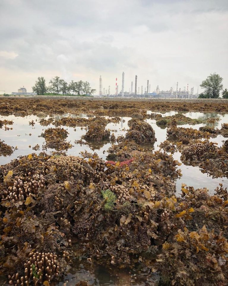 Singapore’s beautiful coral reefs thrive in the waters off Shell’s ...