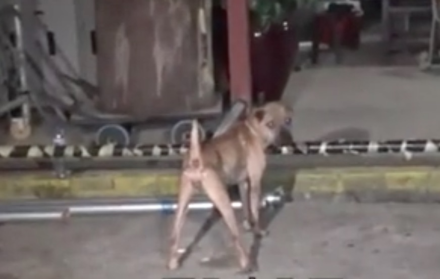 One dog found dead, four others starving in heartbreaking cruelty case ...