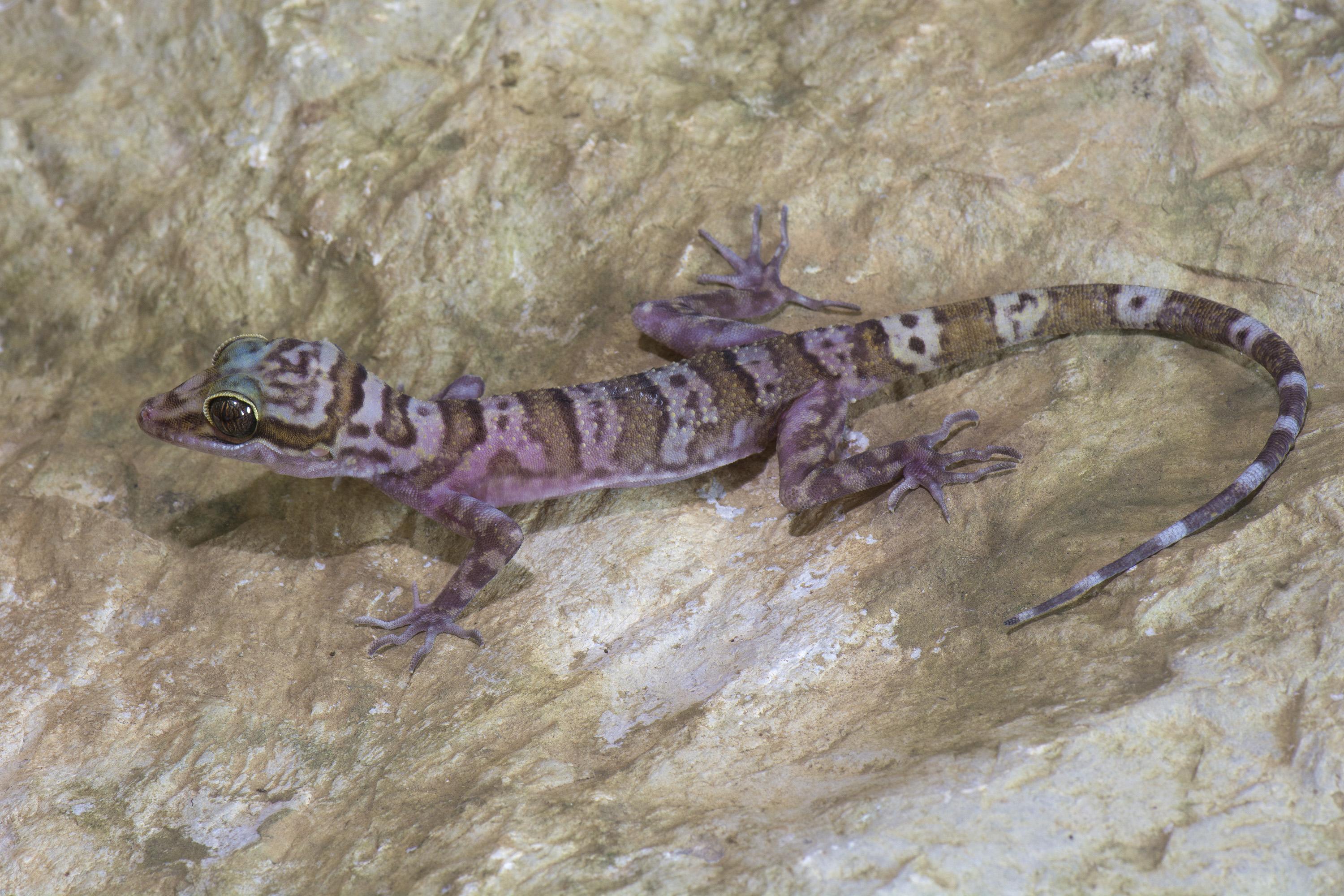 19 new gecko species discovered in Myanmar caves | Coconuts