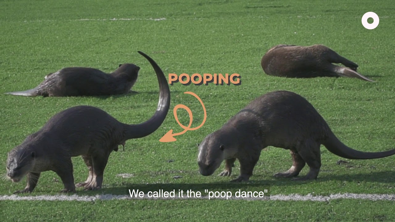 WATCH: Local otter enthusiast sheds light on the otter practice of poop ...