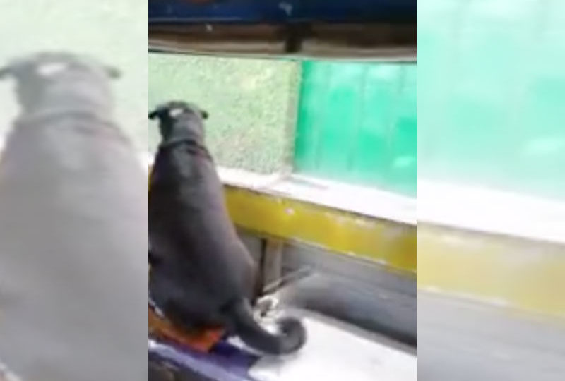 Pooch in the city: Dog rides jeep to follow owner | Coconuts
