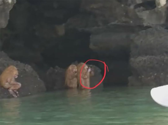 VIDEO: Ewok-like creatures chilling in Krabi cave turn out to be ...