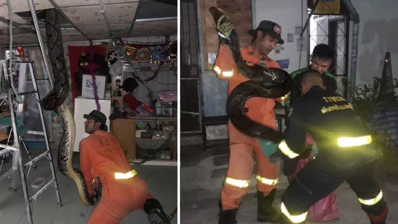 Monstrous 6-meter python discovered sleeping on Bangkok home’s roof ...