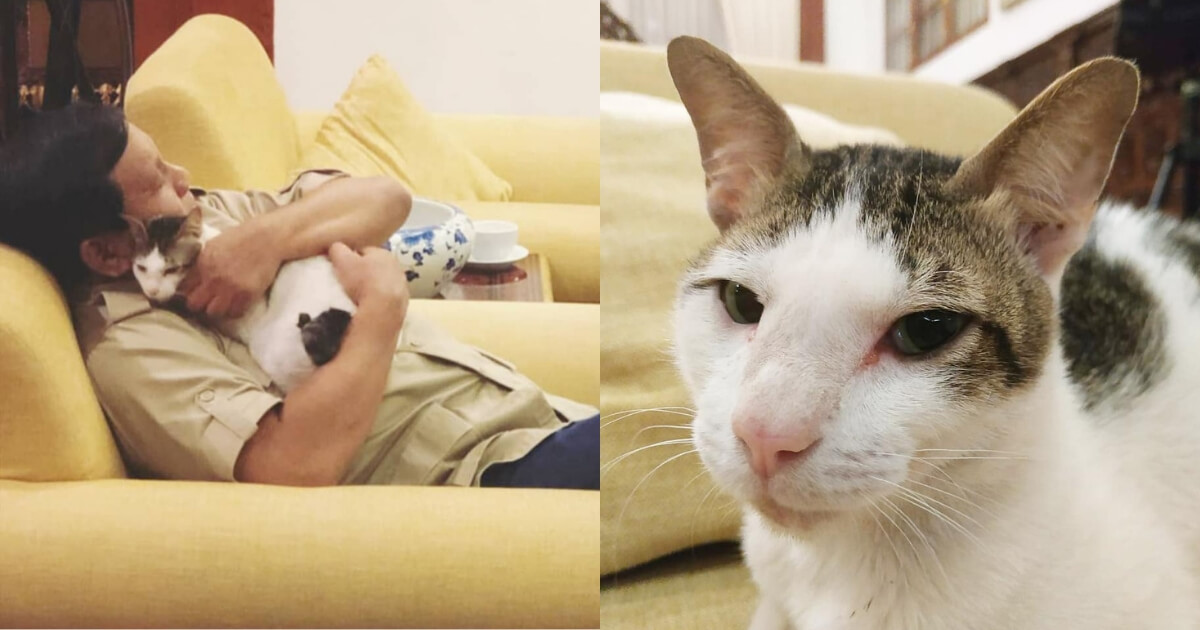 Paw-dorable politics: Cat communities hold competition to find look ...